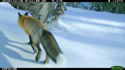High routes and the rare Sierra Nevada red fox - Skurka Adventures