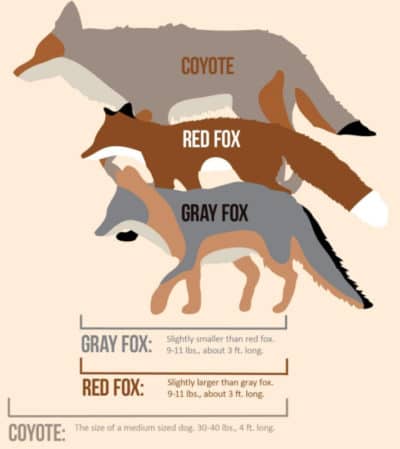 High routes and the rare Sierra Nevada red fox - Skurka Adventures
