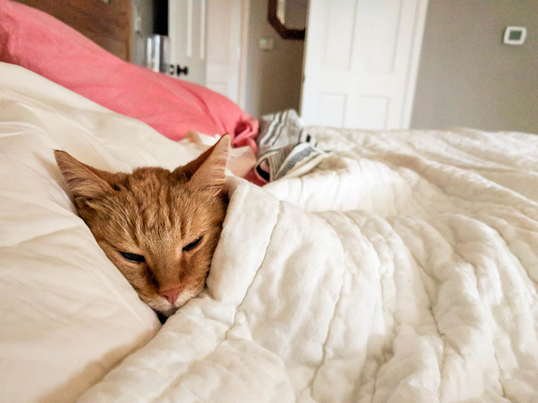 In celebration of Oden - Andrew Skurka