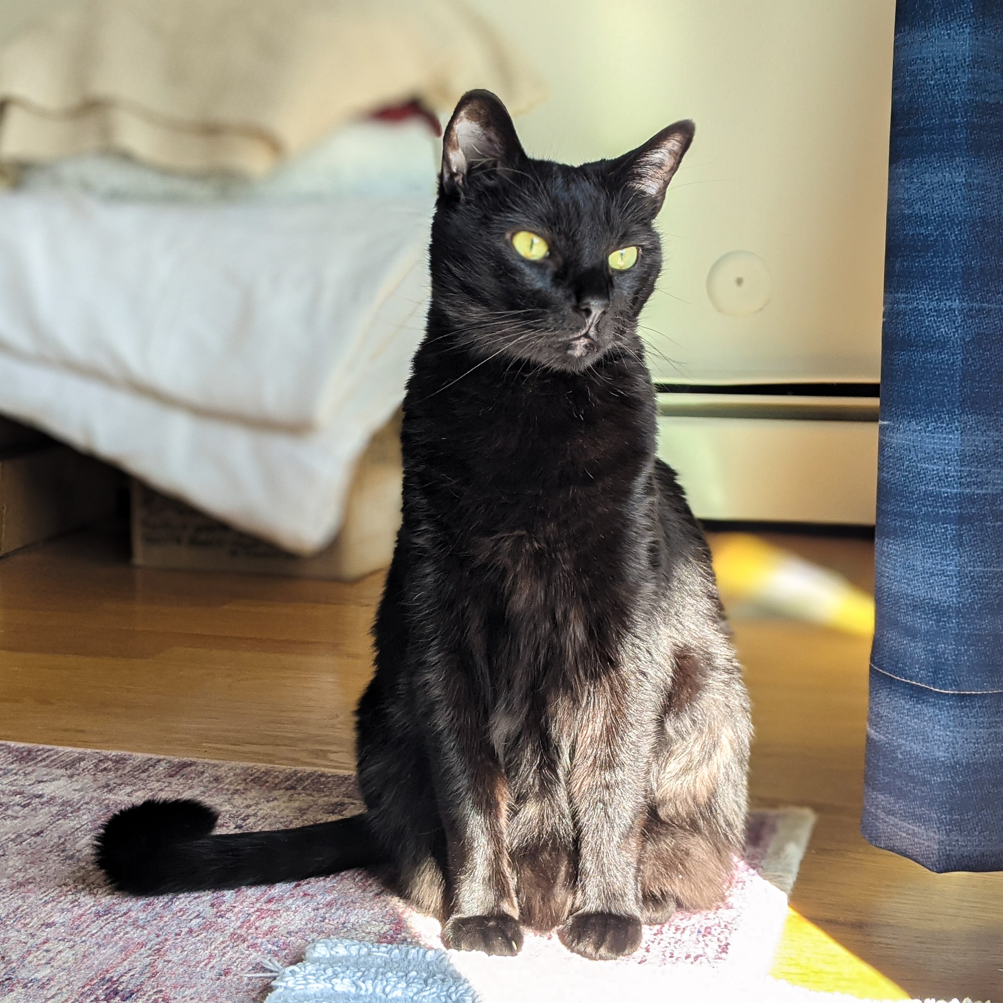 Wanted: Permanent home for Esme, 7 year-old foster cat - Skurka Adventures
